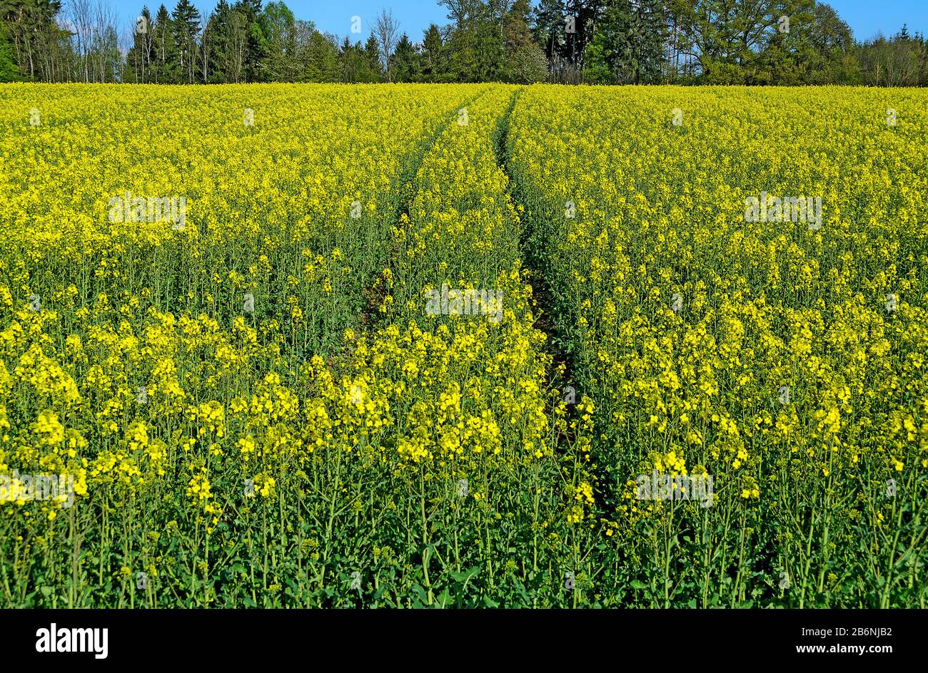field with green manuring by yellow flourishing white mustard plants ...