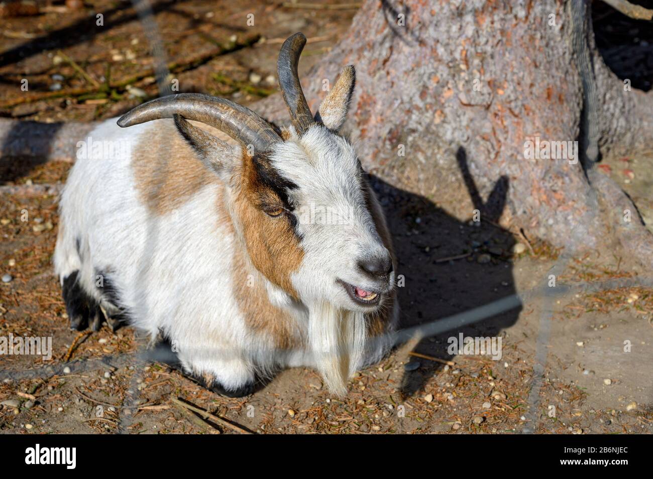 Horned goat hi-res stock photography and images - Alamy