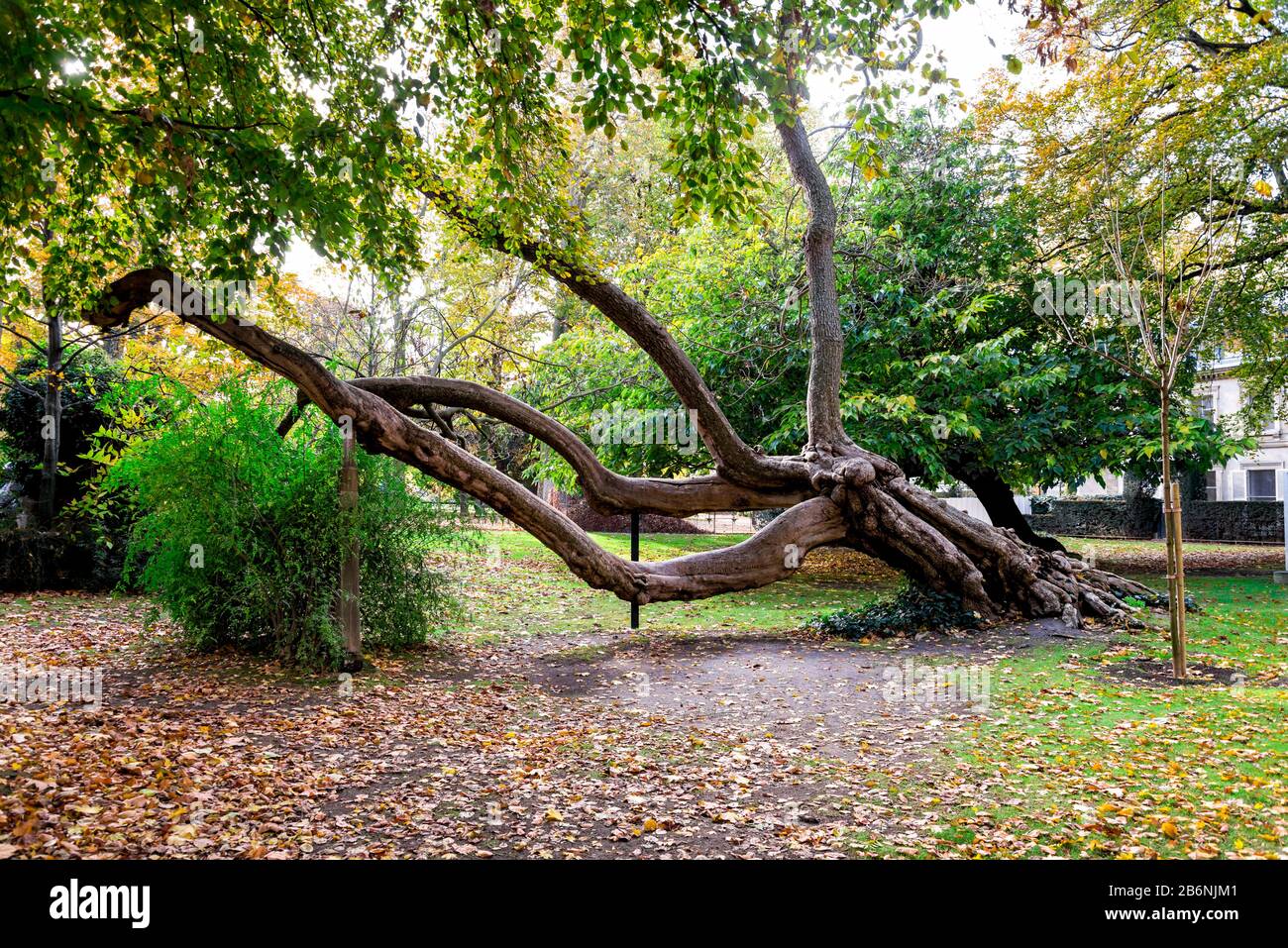 A scenic bent tree and fallen autumn leaves on a ground in Luxembourg ...