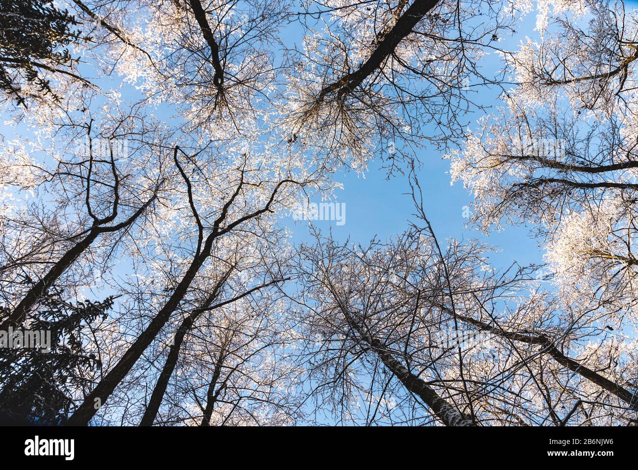 Dense tree crowns covered hi-res stock photography and images - Alamy