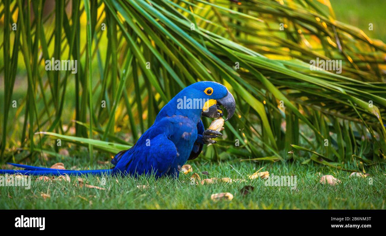Hyacinth Macaw is sitting on the grass and eating nuts. South America ...