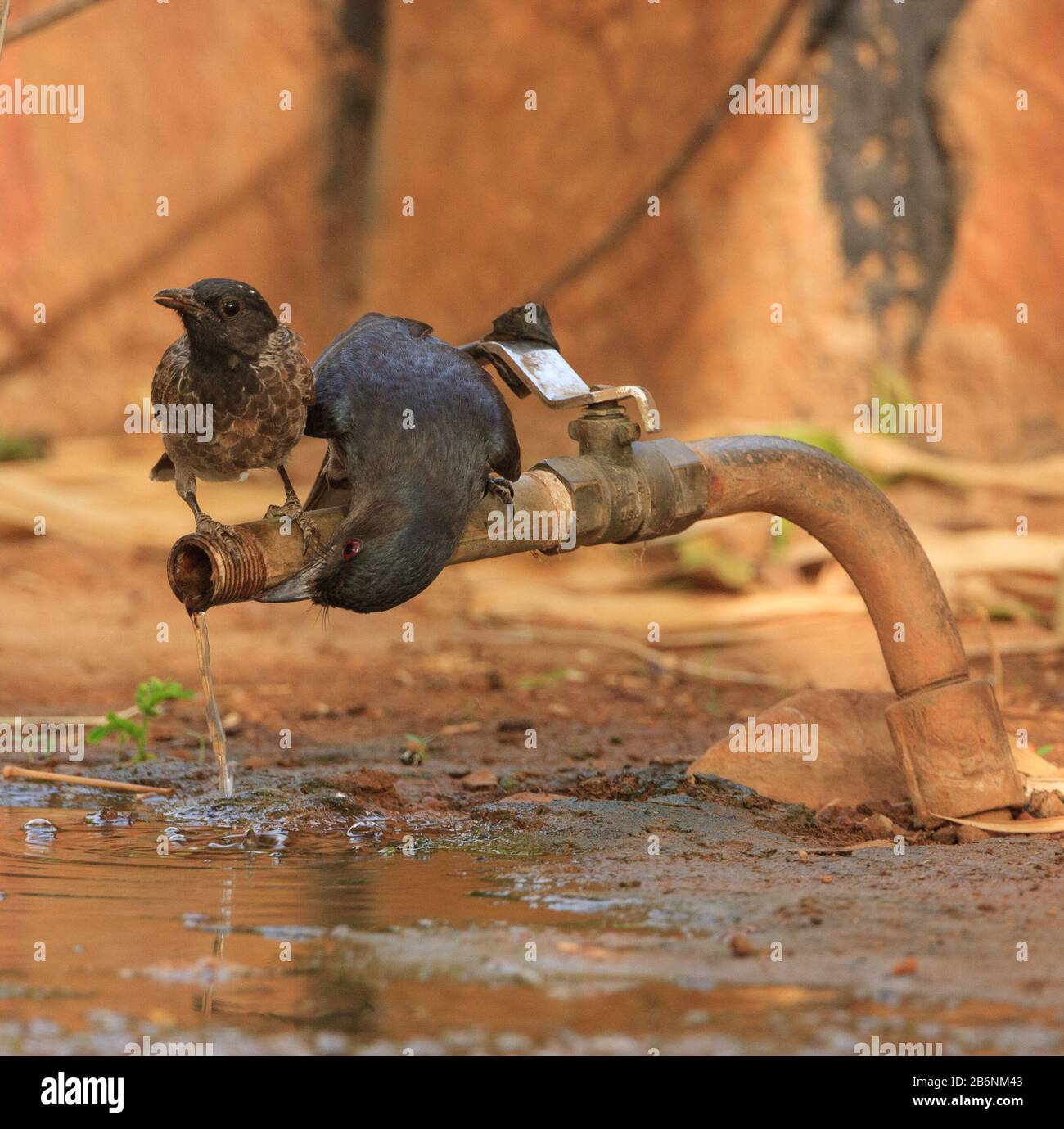 Water tap india hi-res stock photography and images - Alamy