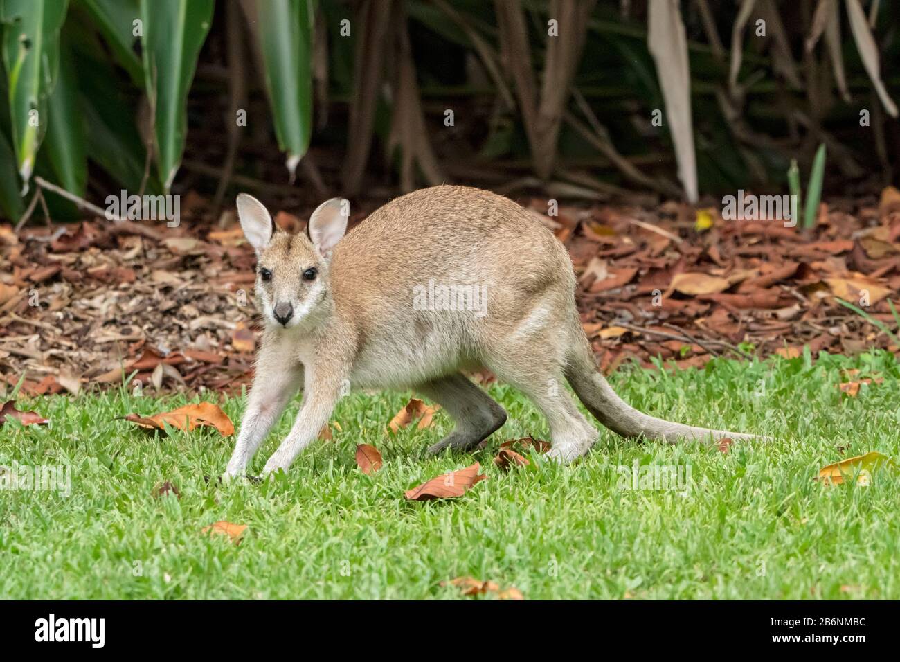 agile wallaby, Macropus agilis, feeding on short vegetation, Townsville ...