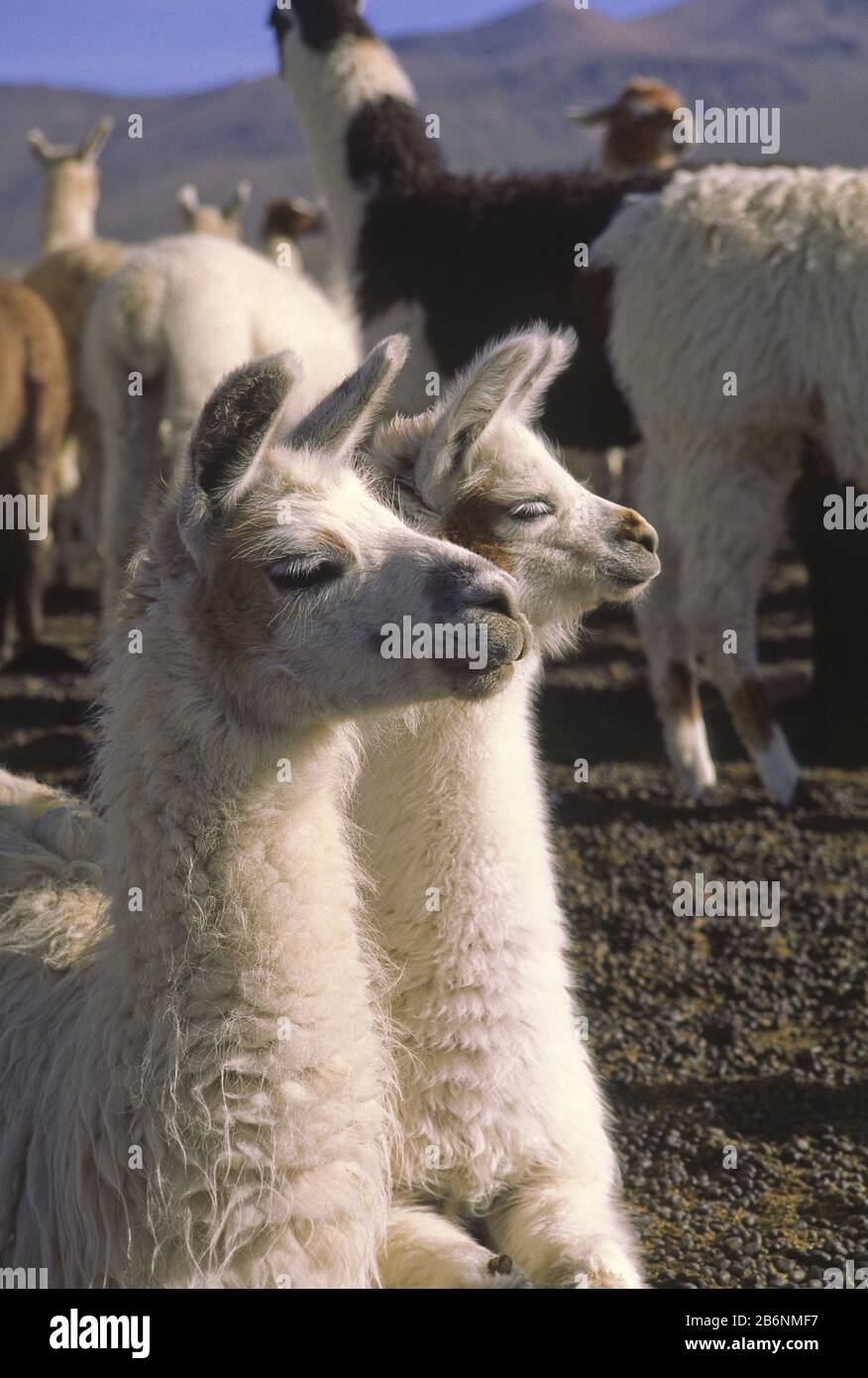 Llamas feet hi-res stock photography and images - Alamy