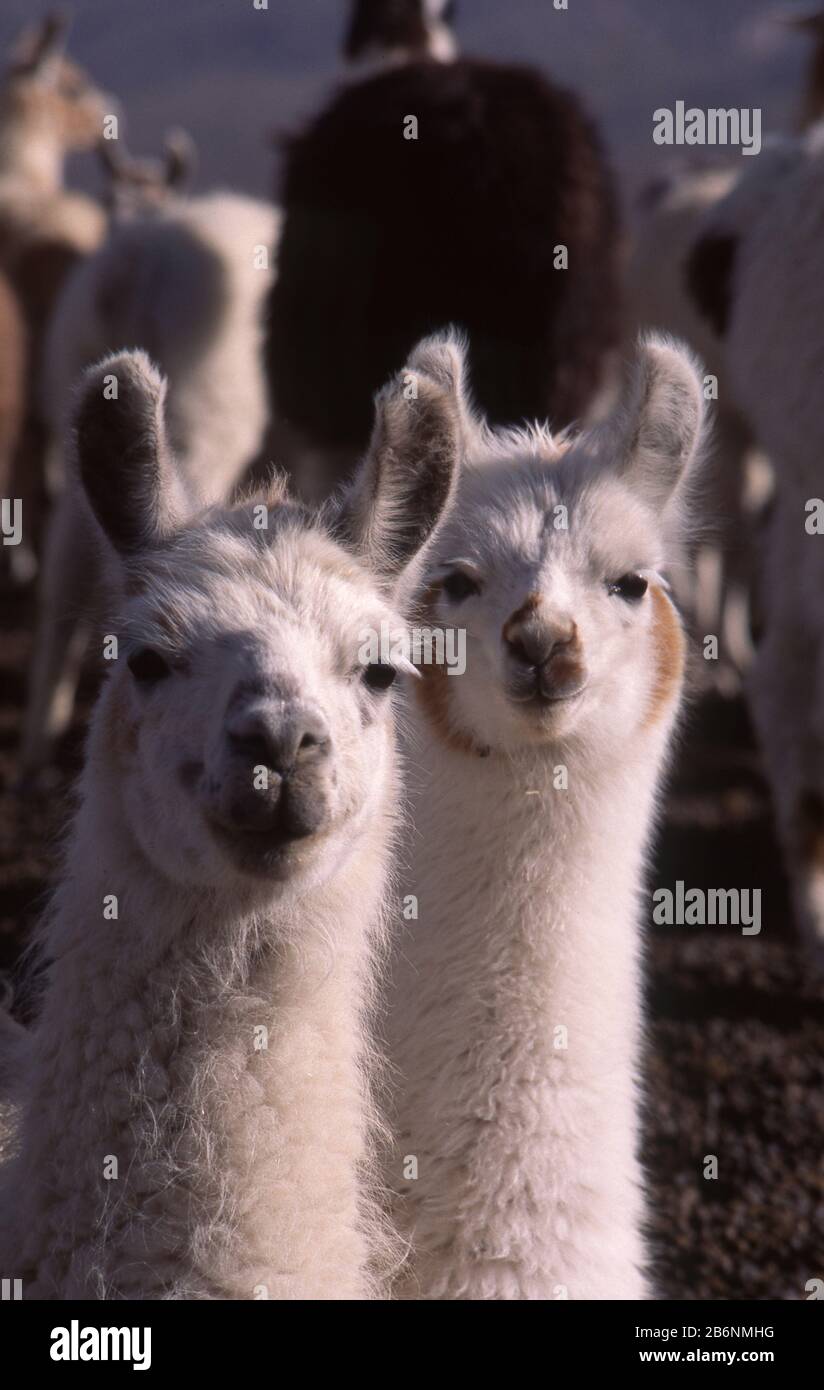Peru, Altiplano, llamas; elevation nearly 16,000 feet Stock Photo - Alamy