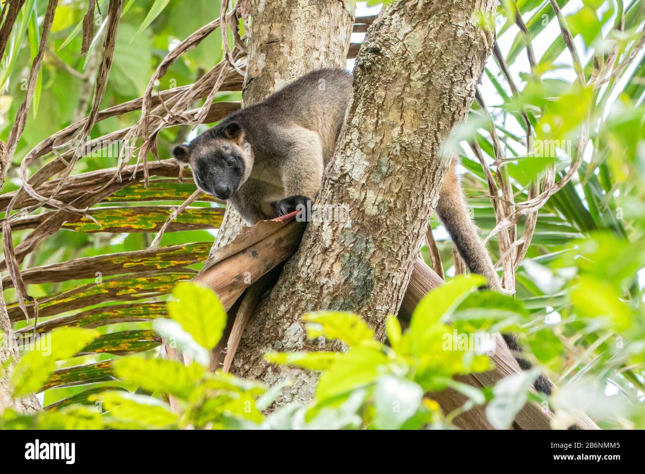 Lumholtz's tree kangaroo, Dendrolagus lumholtzi, adult in tree ...
