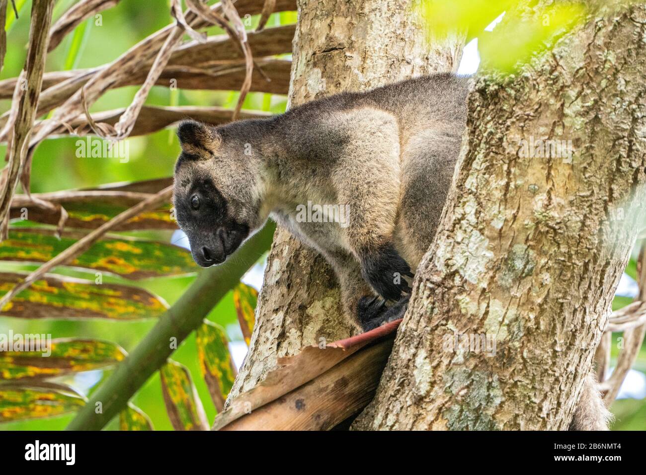 Lumholtz's tree kangaroo, Dendrolagus lumholtzi, adult in tree ...