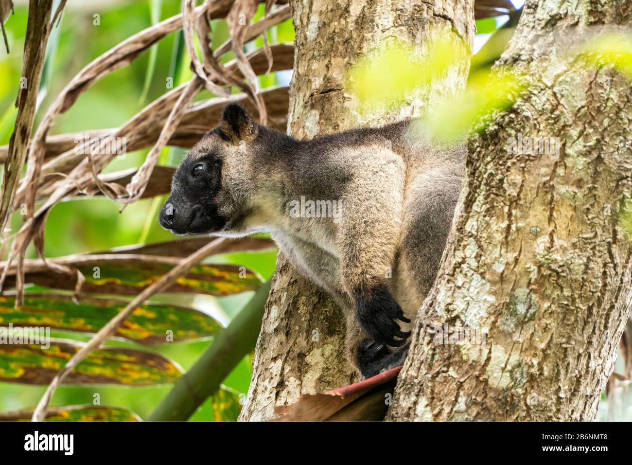 Lumholtz's tree kangaroo, Dendrolagus lumholtzi, adult in tree ...