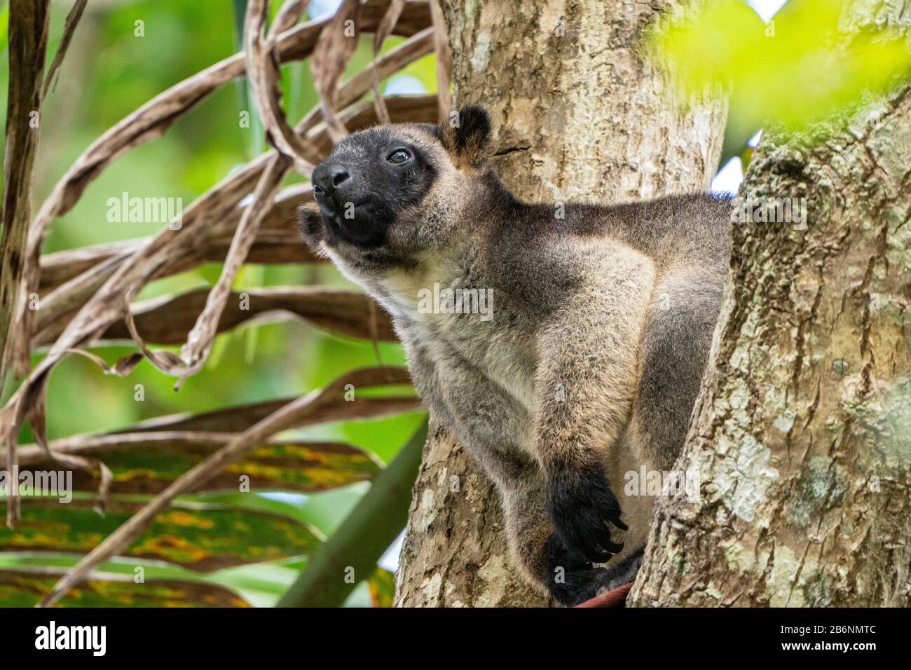 Lumholtz's tree kangaroo, Dendrolagus lumholtzi, adult in tree ...