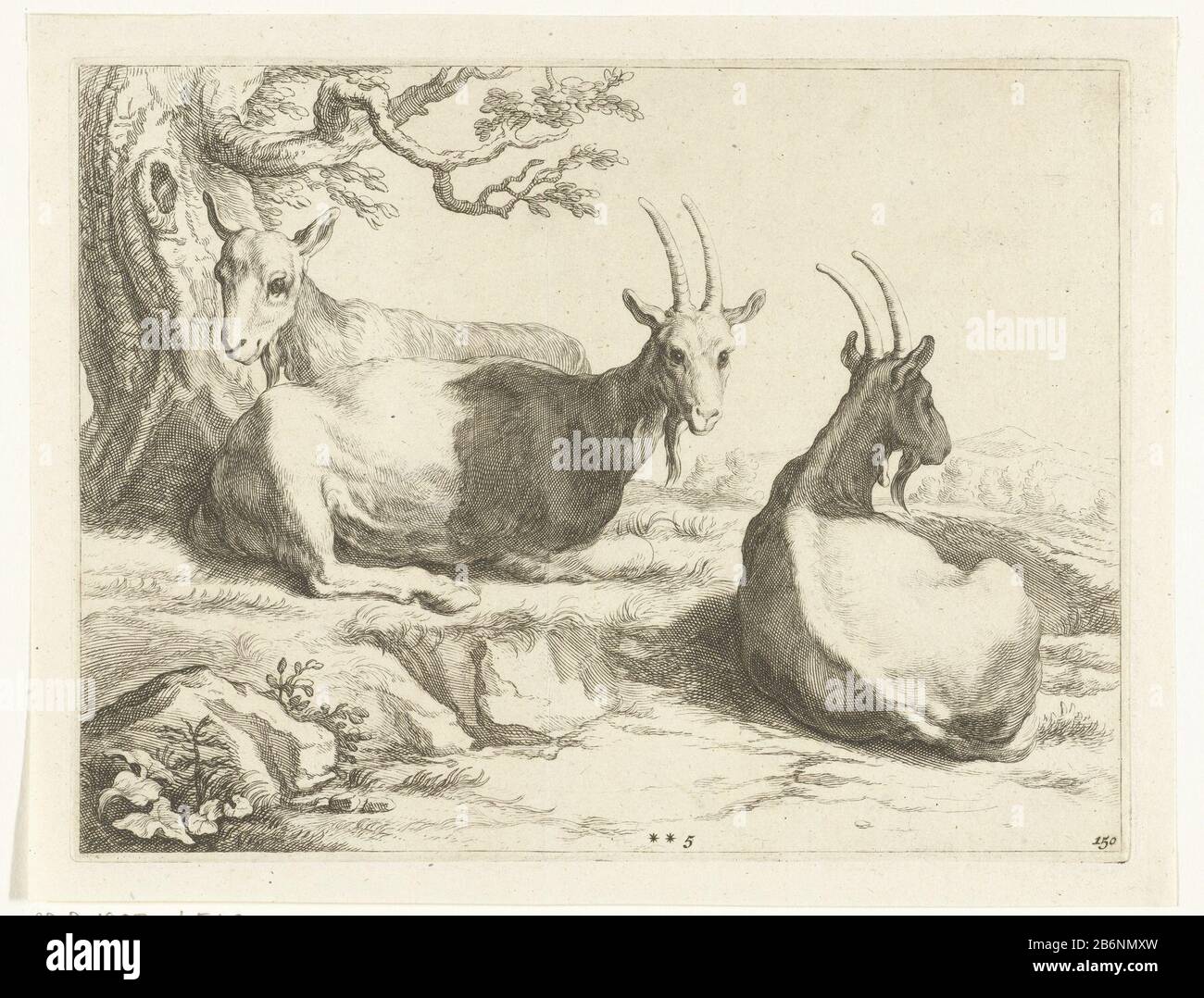 Goat under tree hi-res stock photography and images - Alamy