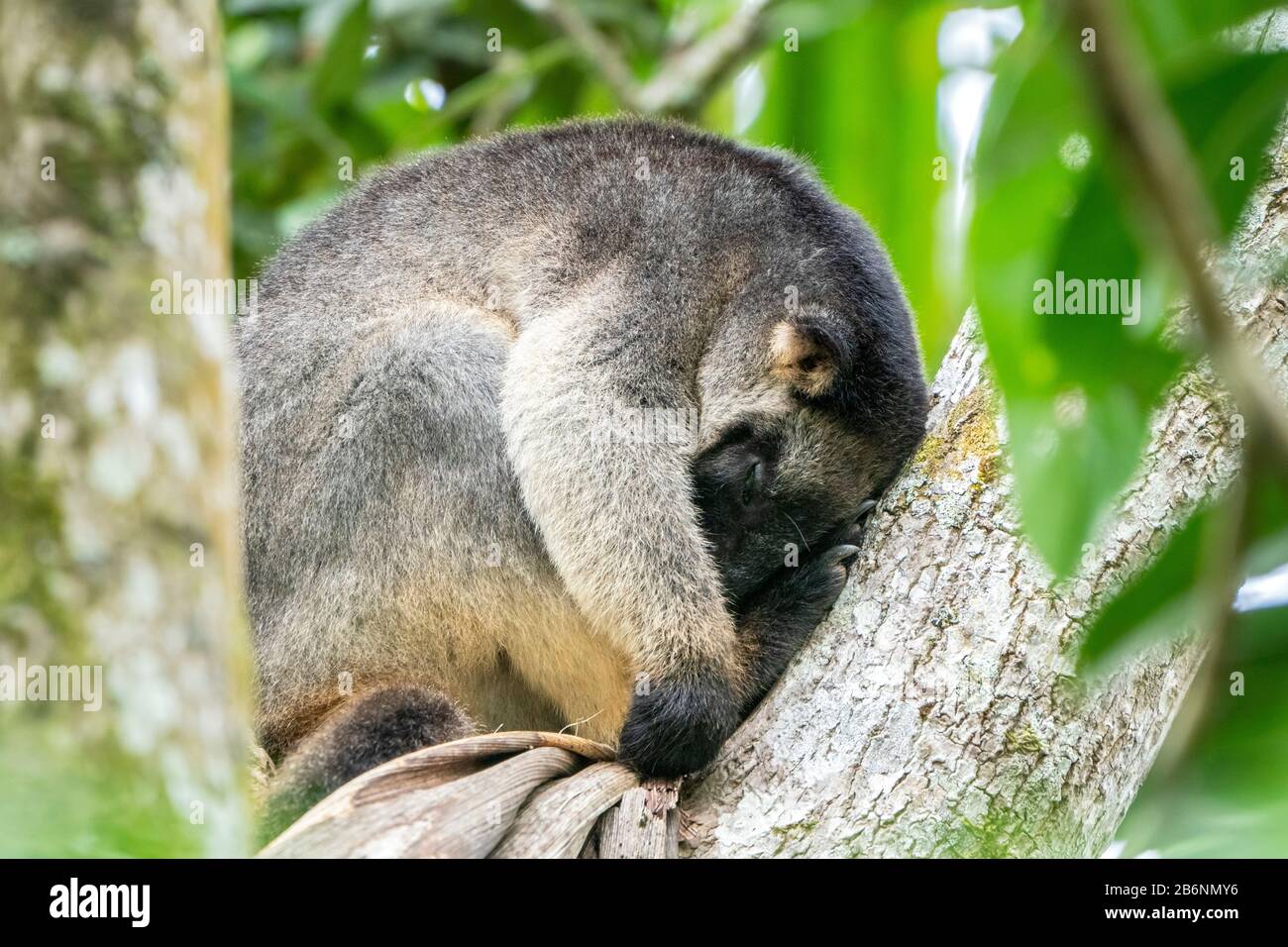 Lumholtz's tree kangaroo, Dendrolagus lumholtzi, adult in tree ...