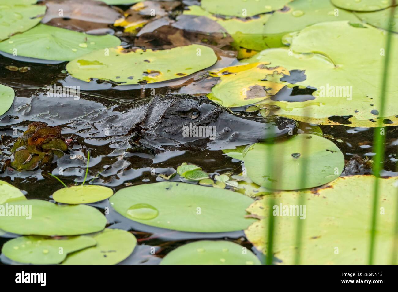 Extinct mammals australia hi-res stock photography and images - Alamy