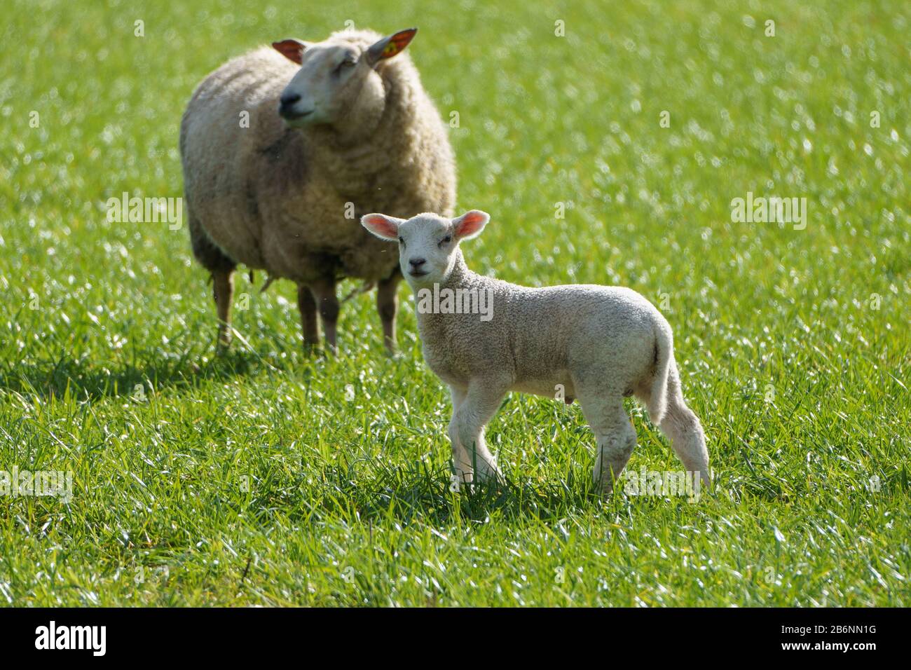 sheep and lamb Stock Photo - Alamy