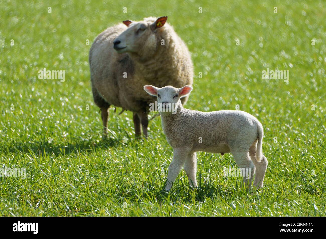 sheep and lamb Stock Photo - Alamy
