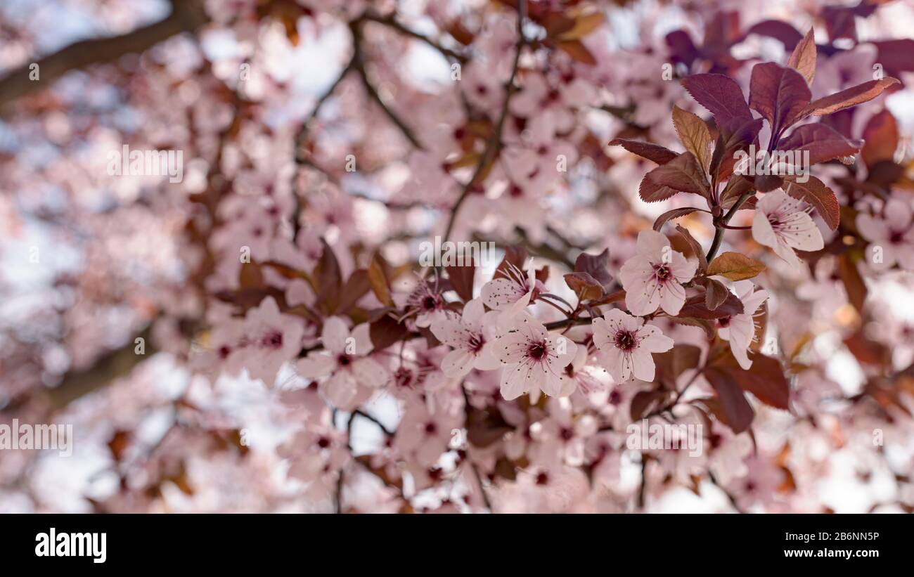 pink blooming trees in spring Stock Photo - Alamy