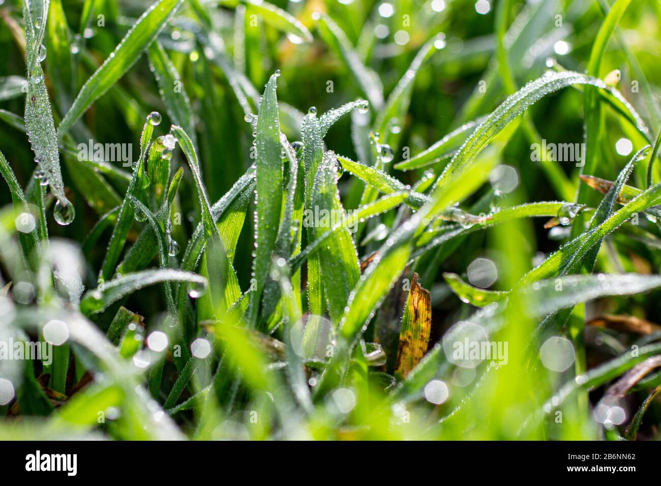 Condensation On Grass