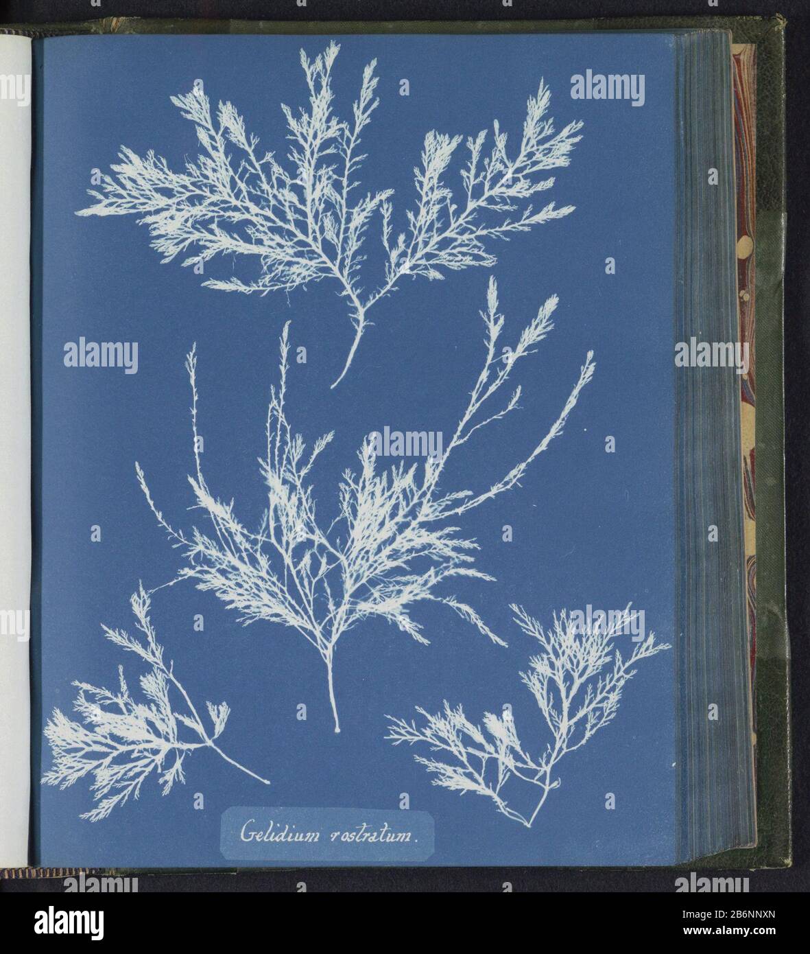Algae gelidium hi-res stock photography and images - Alamy