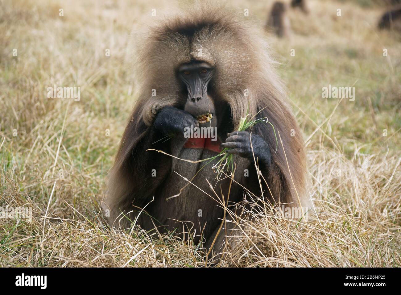 Afrika, Aethiopien, Dschelada, Affe, Pavian, Theropithecus gelada ...