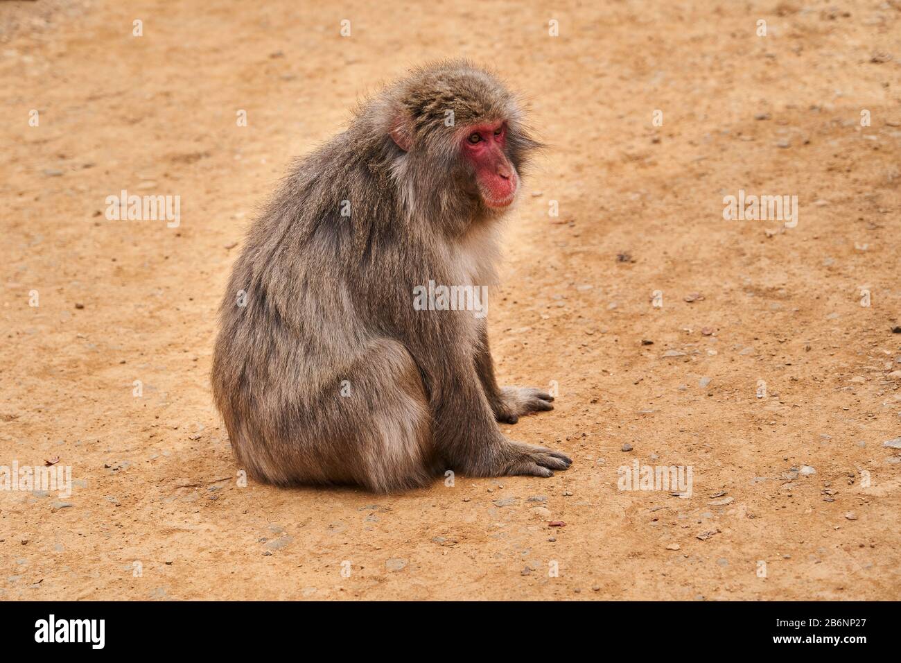 A single monkey at Iwatayama mountain monkey park Stock Photo - Alamy