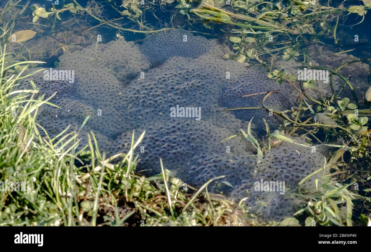 Clumps of frogspawn (UK Stock Photo - Alamy