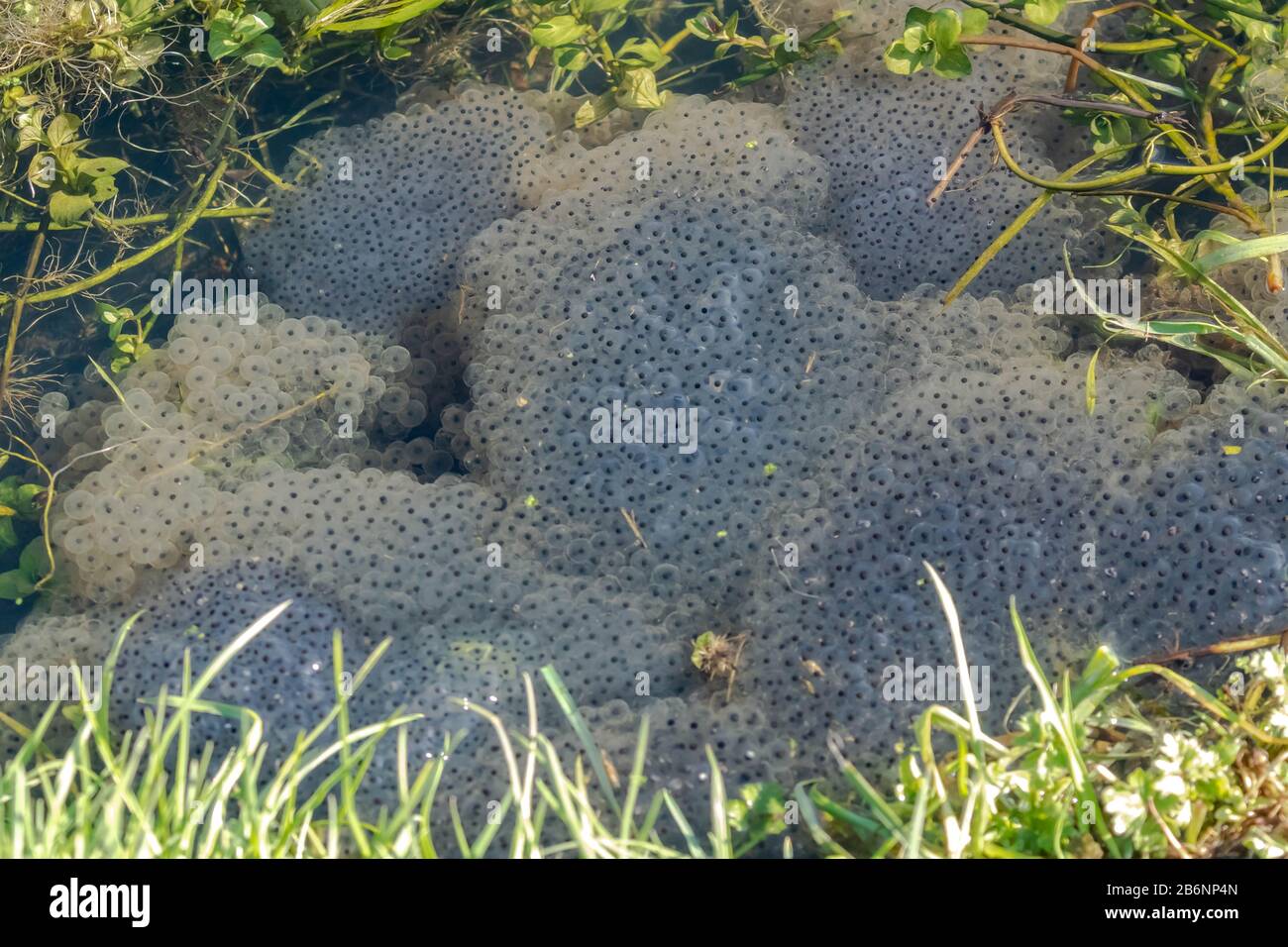 Clumps of frogspawn (UK Stock Photo - Alamy