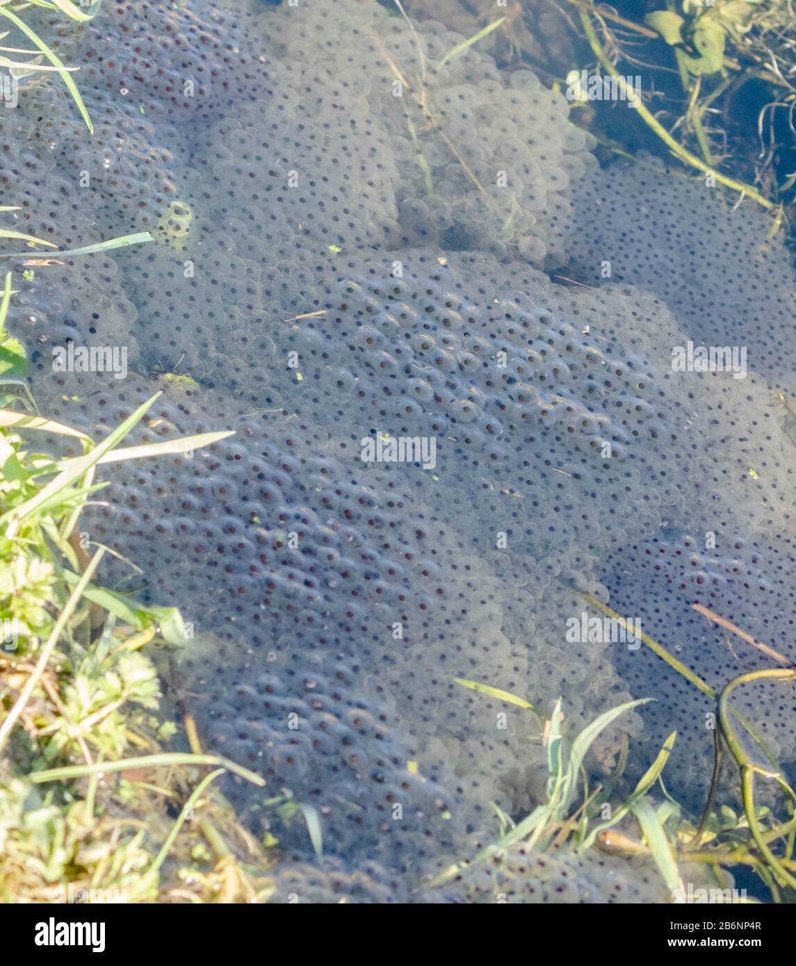 Clumps of frogspawn (UK Stock Photo - Alamy