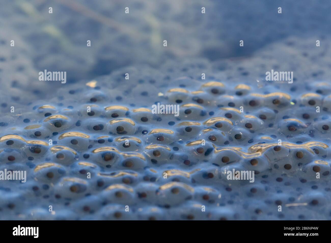 Clumps of frogspawn (UK Stock Photo - Alamy