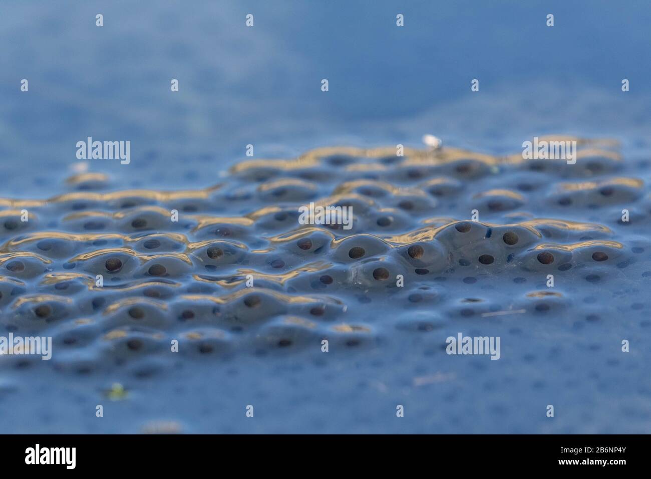 Clumps of frogspawn (UK Stock Photo - Alamy