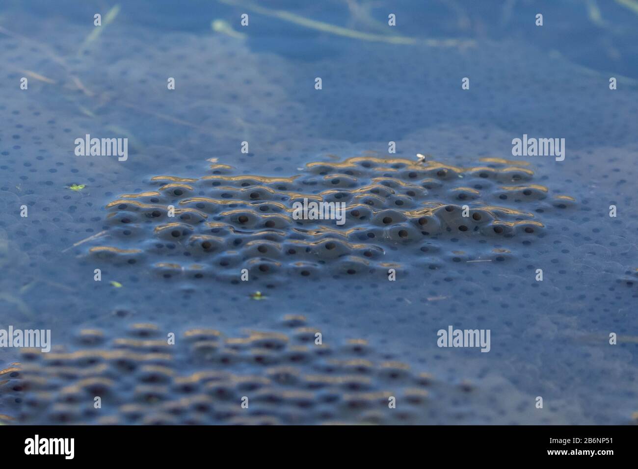 Clumps of frogspawn (UK Stock Photo - Alamy