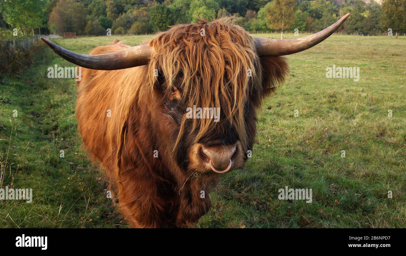 Schottisches hochlandrind hi-res stock photography and images - Alamy