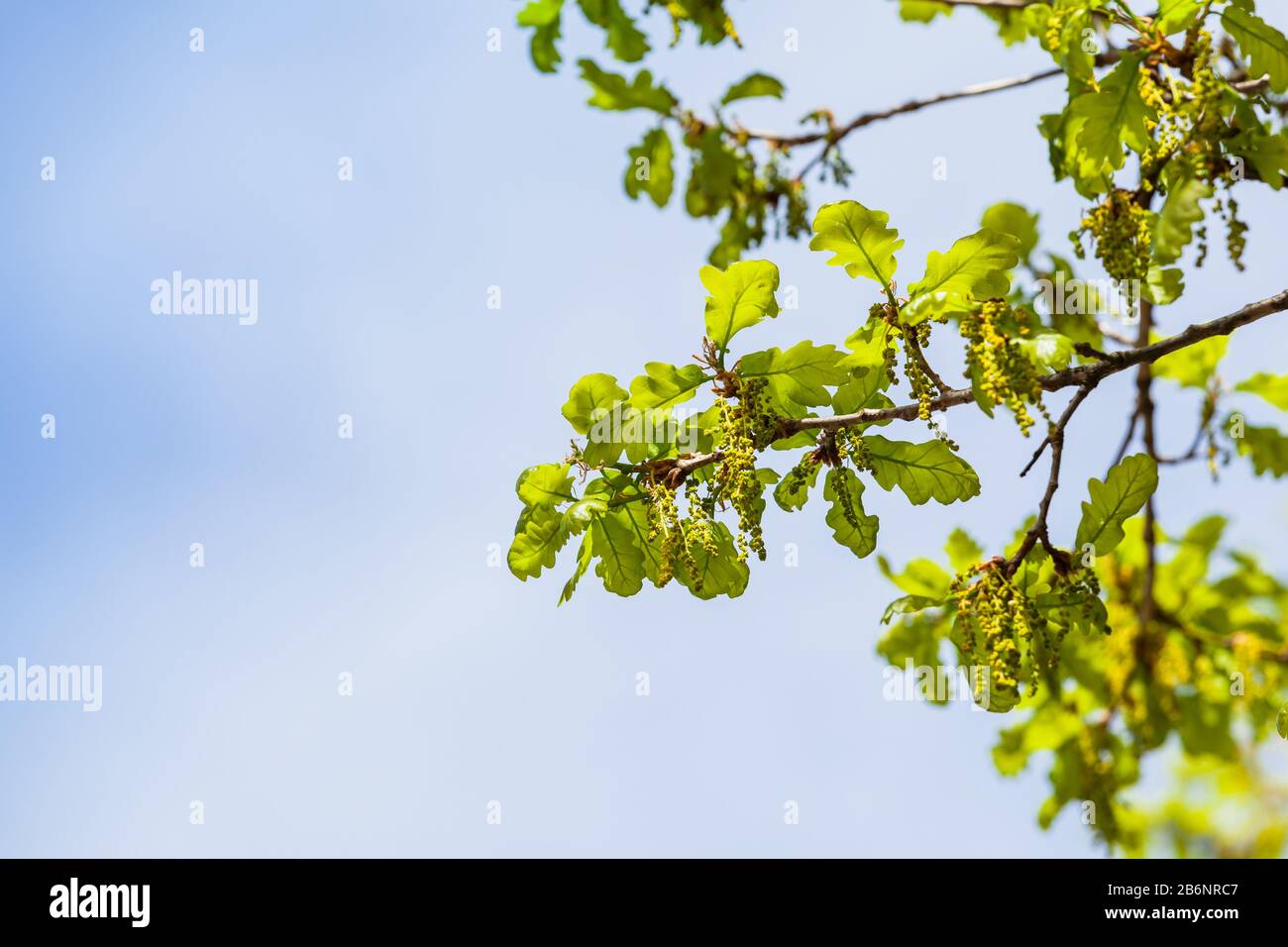Oak tree flower hi-res stock photography and images - Alamy