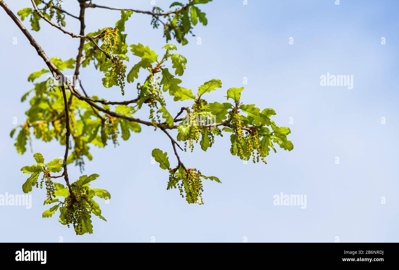 Oak tree flower hi-res stock photography and images - Alamy
