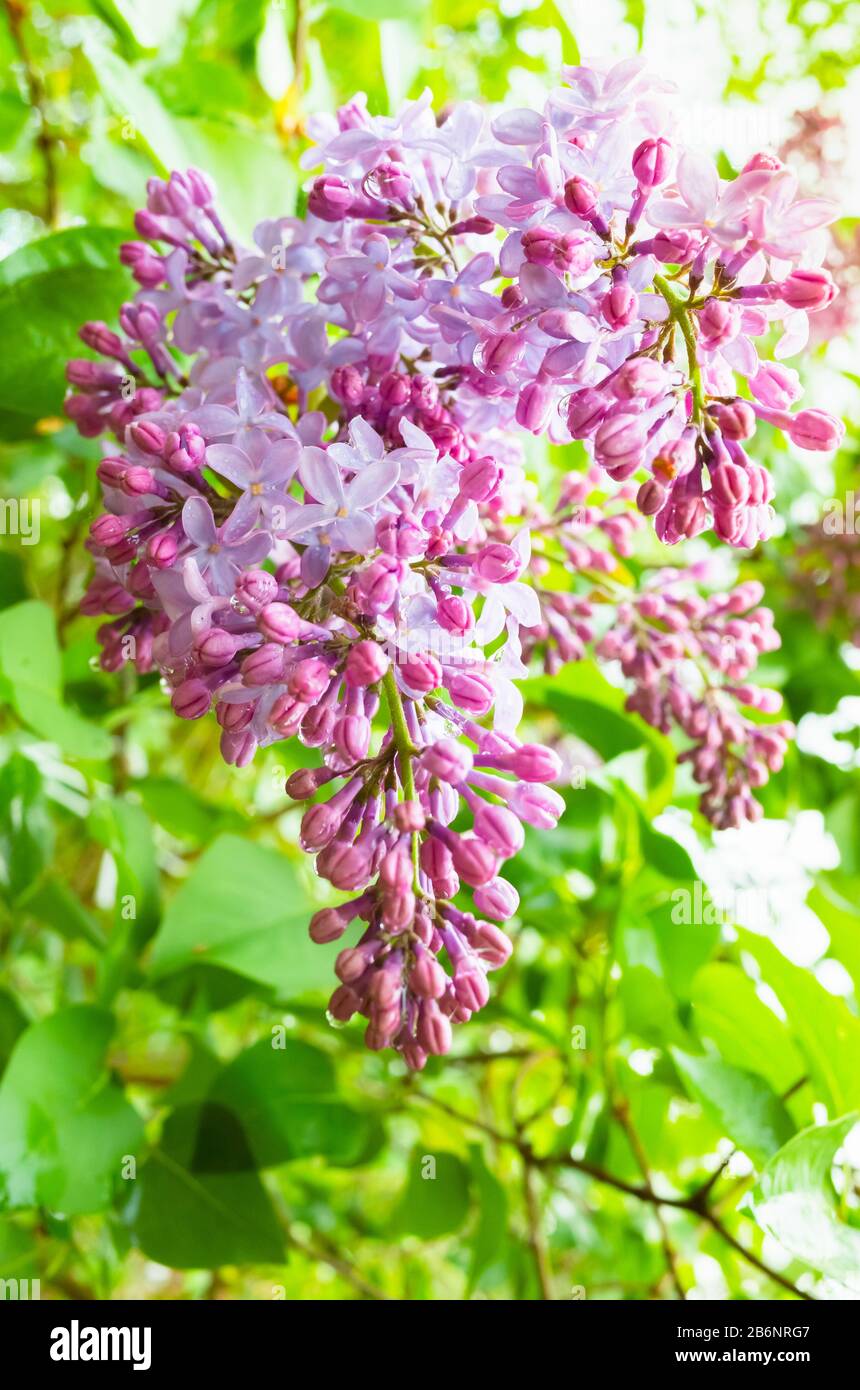 Wet lilac flowers close-up, vertical photo background with flowering ...