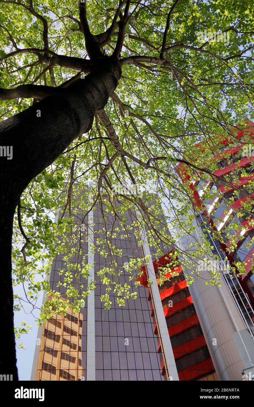 Leafy treescape hi-res stock photography and images - Alamy