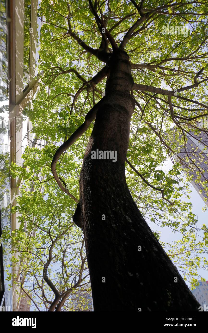 Leafy treescape hi-res stock photography and images - Alamy