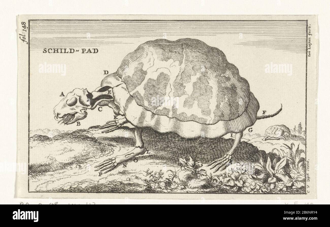 tortoise skeleton system