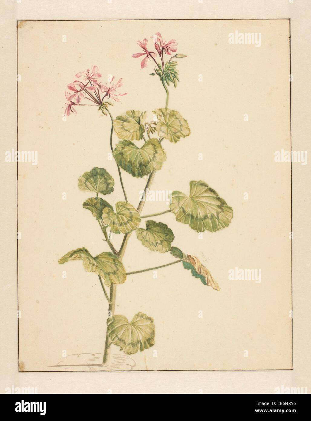 geranium pencil drawing