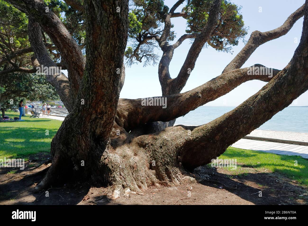 Leafy treescape hi-res stock photography and images - Alamy
