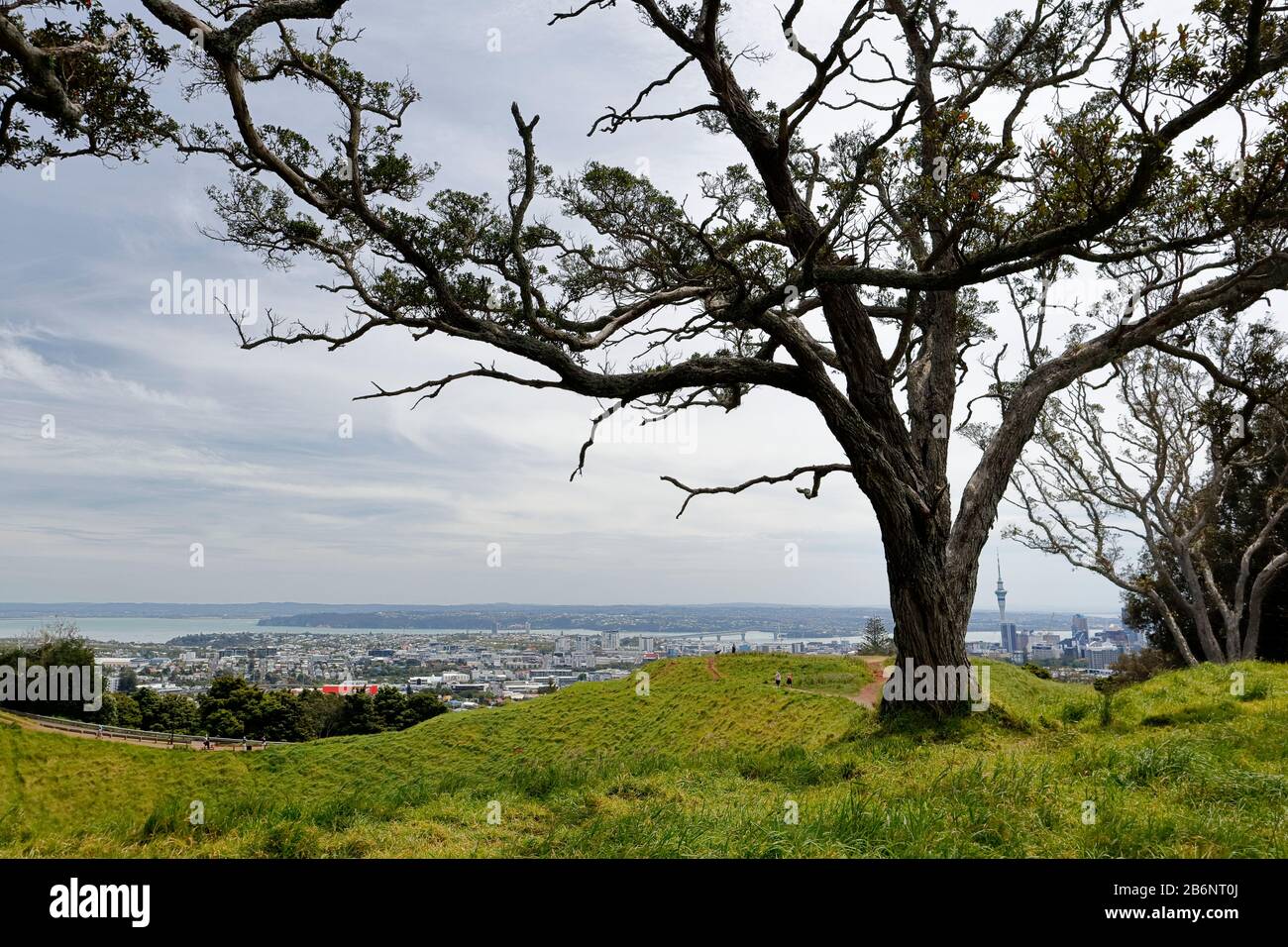 Leafy treescape hi-res stock photography and images - Alamy