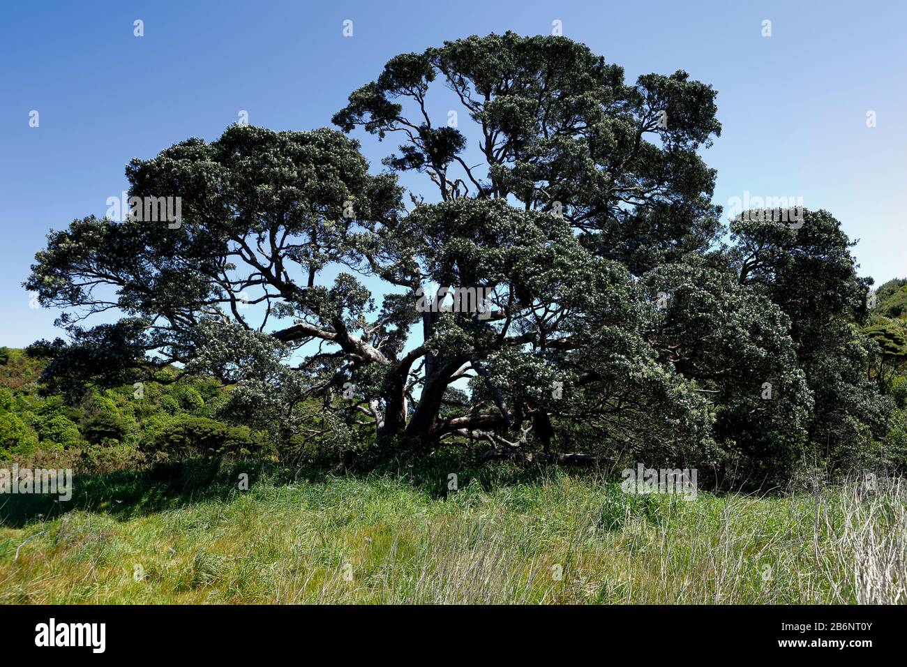 Leafy treescape hi-res stock photography and images - Alamy