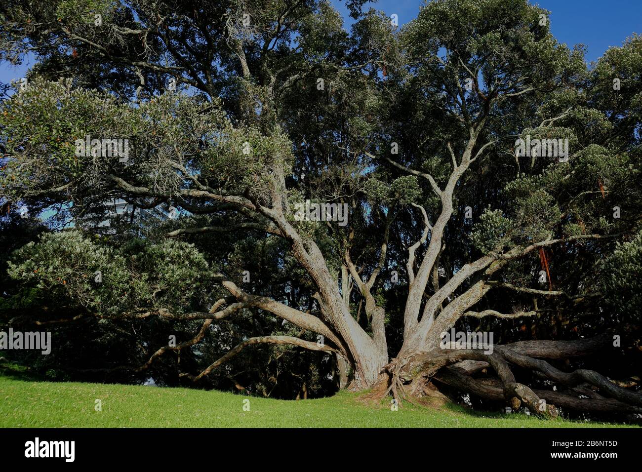 Leafy treescape hi-res stock photography and images - Alamy