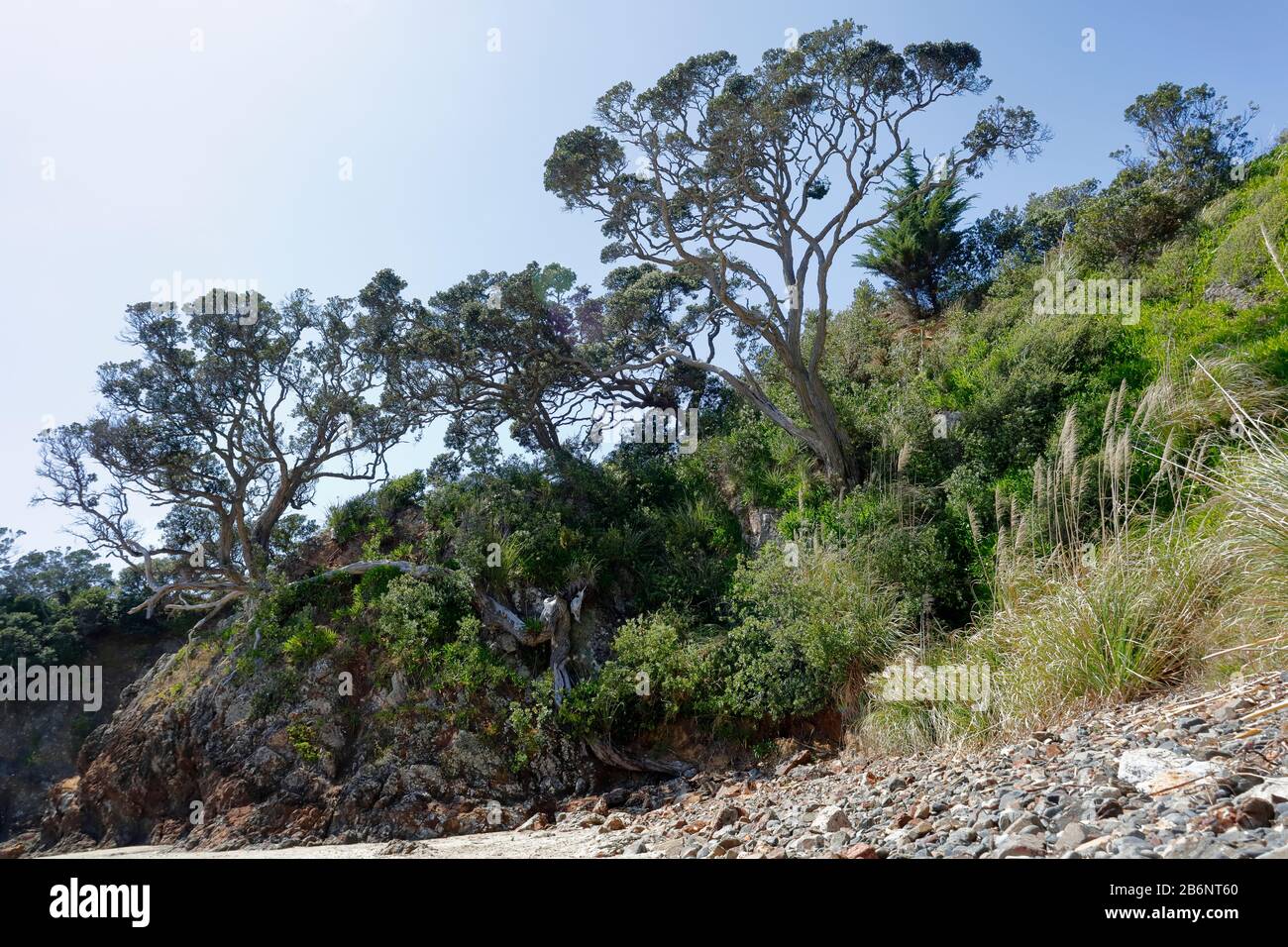 Leafy treescape hi-res stock photography and images - Alamy