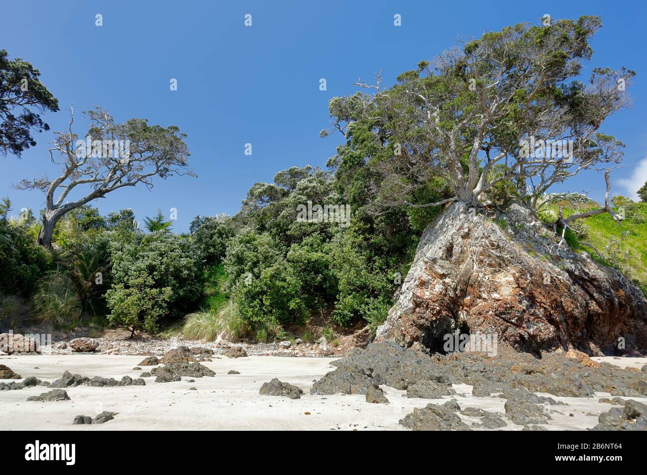Leafy treescape hi-res stock photography and images - Alamy