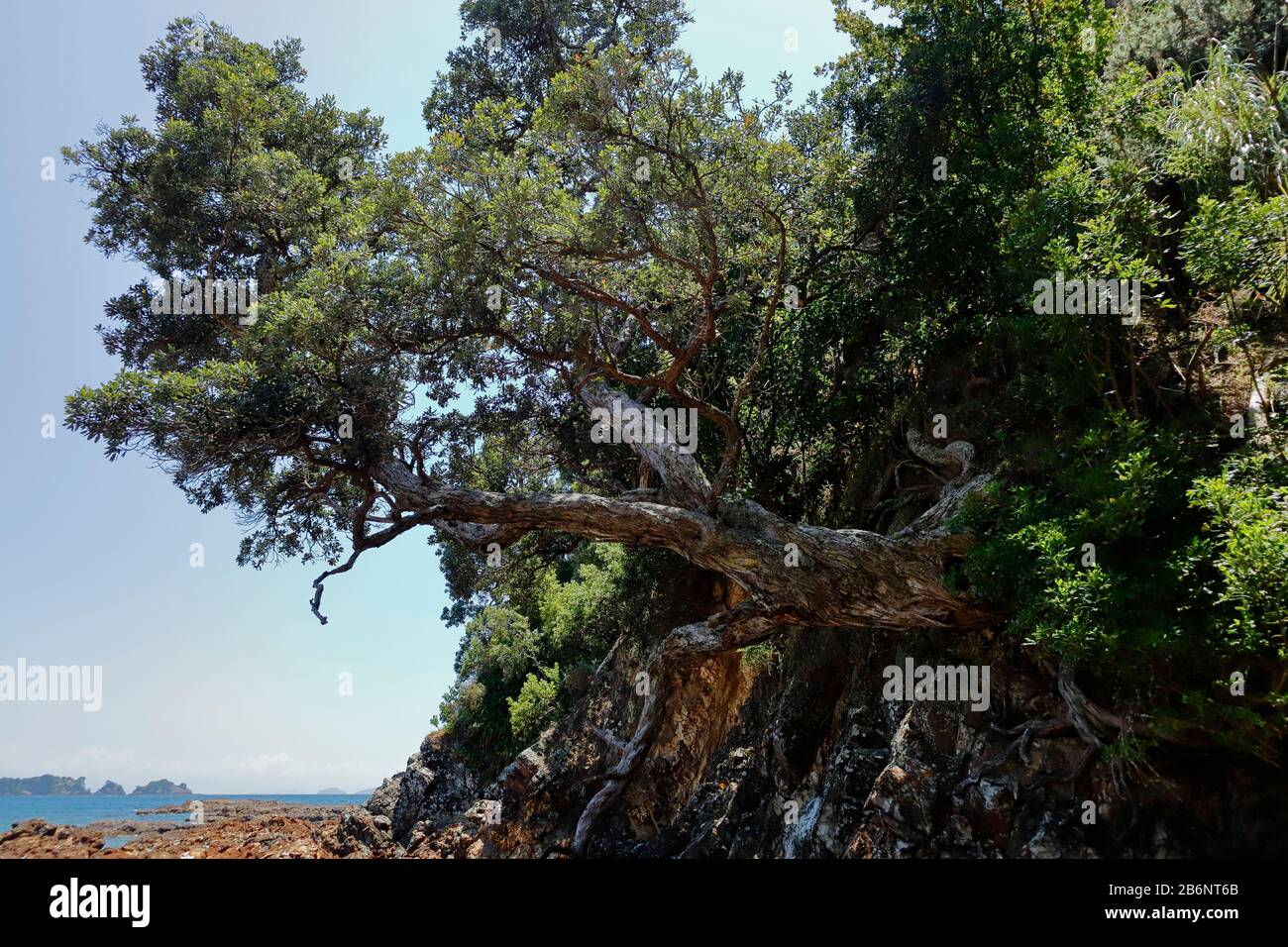 Leafy treescape hi-res stock photography and images - Alamy