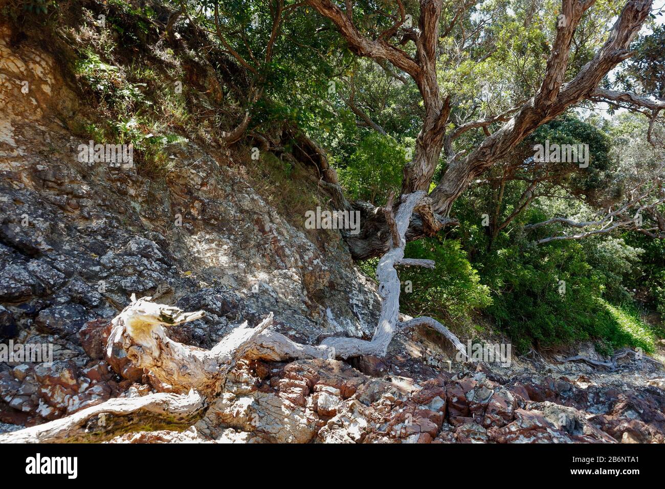 Leafy treescape hi-res stock photography and images - Alamy