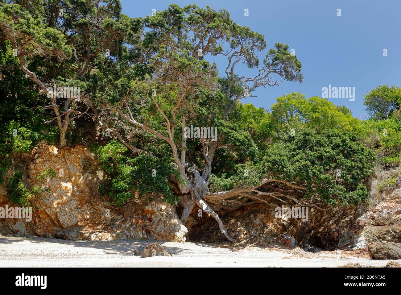 Leafy treescape hi-res stock photography and images - Alamy