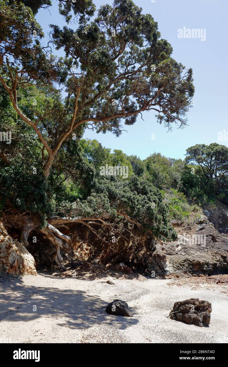 Leafy treescape hi-res stock photography and images - Alamy