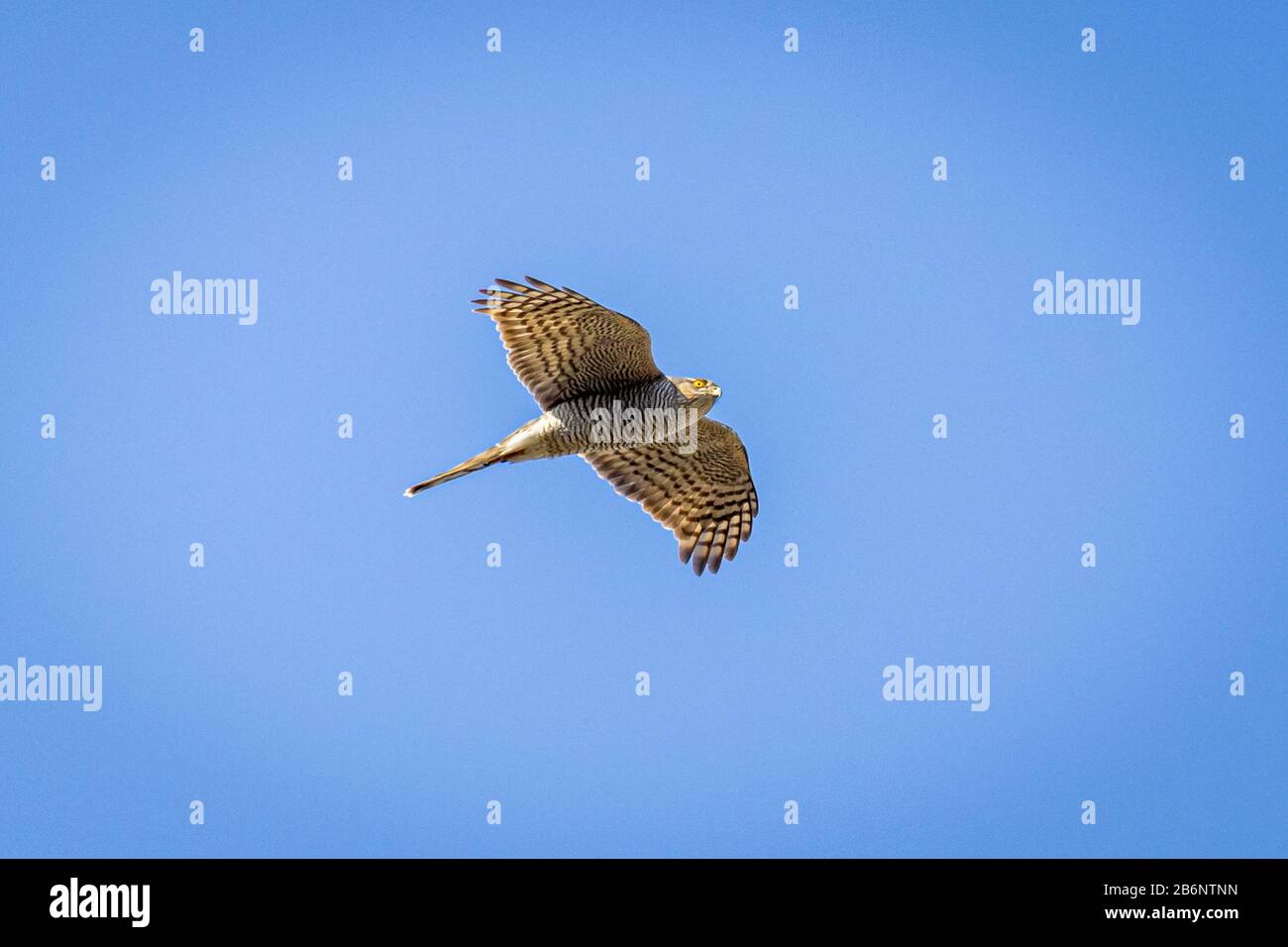 Sparrow hawk flying hi-res stock photography and images - Alamy
