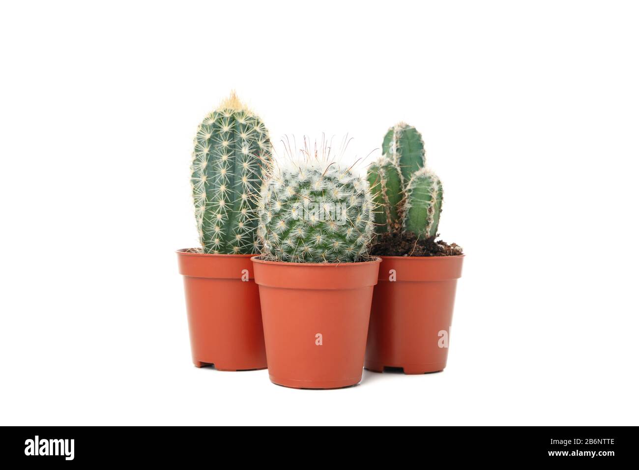 Cacti grow in pots Cut Out Stock Images & Pictures - Alamy