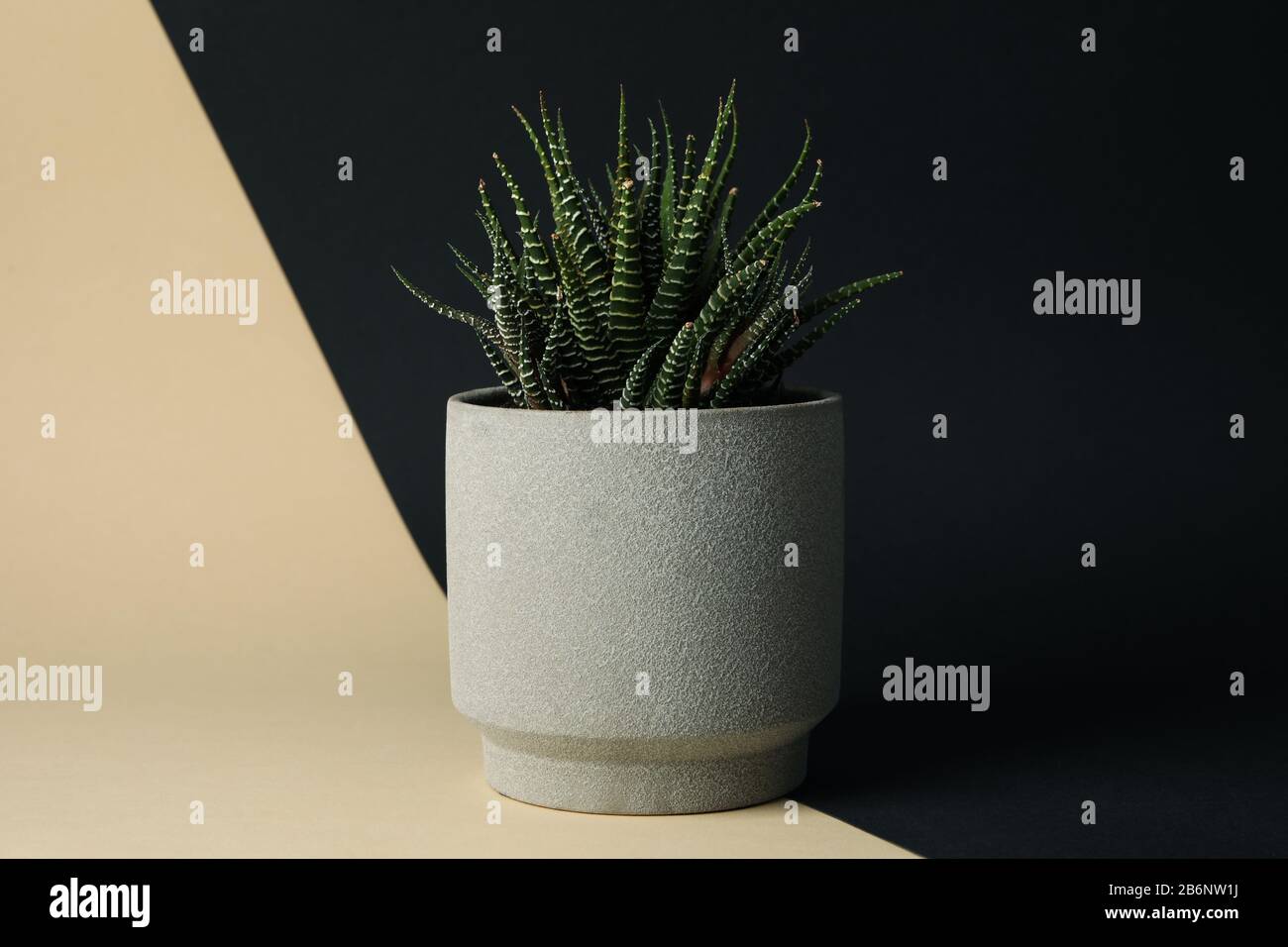 Succulent plant in pot on two tone background, space for text Stock ...